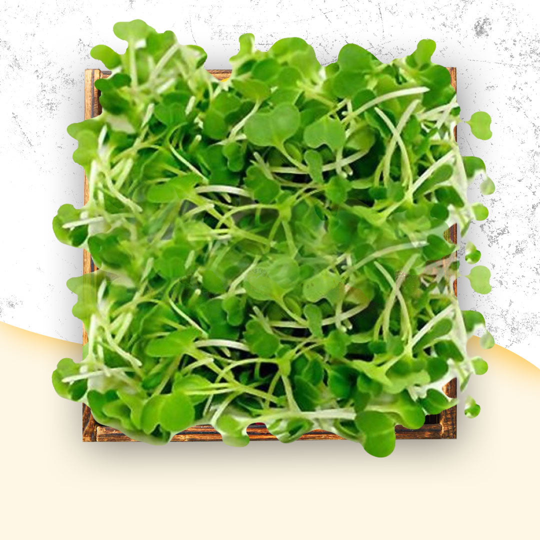 MICROGREENS: EVERYTHING YOU NEED TO KNOW - Gabbar Farms