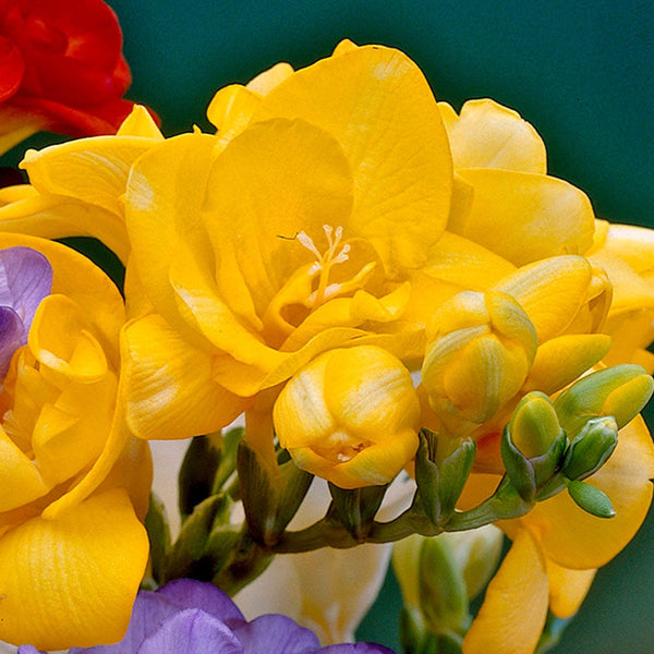 Freesia Giant Double Yellow (Bulbs) - Gabbar Farms