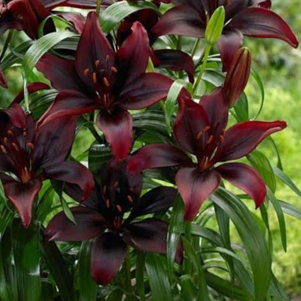 Lilium Asiatic 'Mapira' (Bulbs) - Gabbar Farms