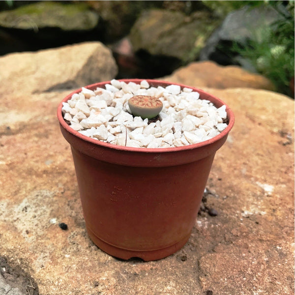 Lithop Pseudotruncatella ssp. Pseudotruncatella - Living Stone - Gabbar ...