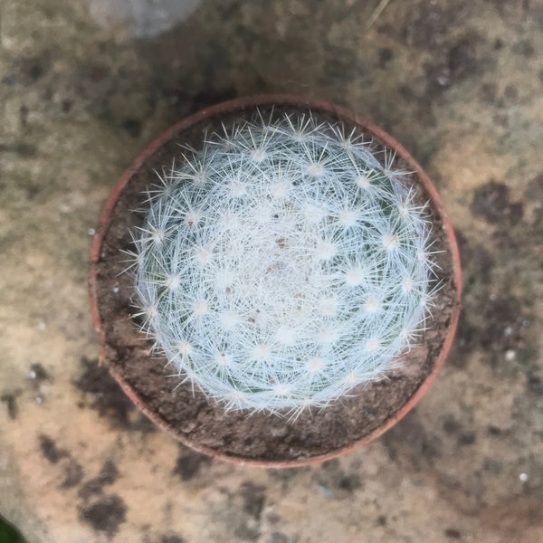 Mammillaria Candida- Snowball Cactus - Gabbar Farms