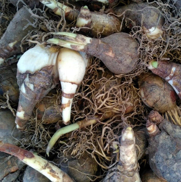 Narcissus 'Falconet' - Daffodil (Bulbs) - Gabbar Farms