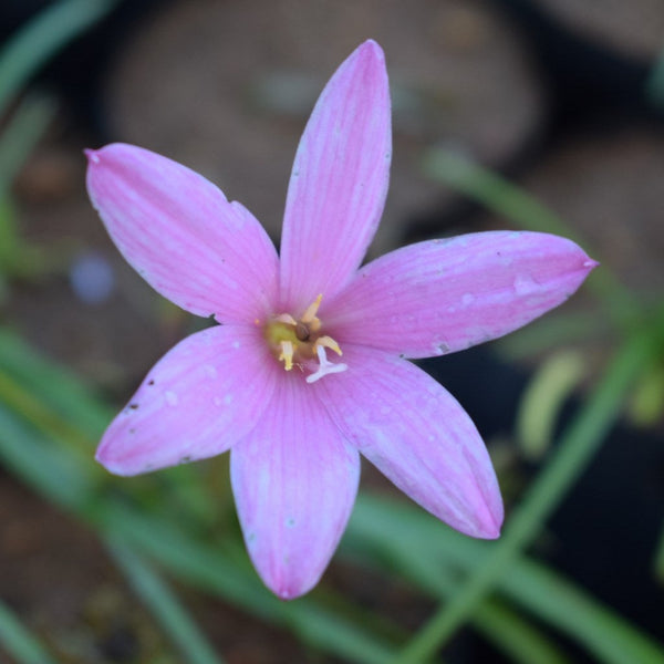Rain Lily 'Pim Chompoo' (Bulbs) - Gabbar Farms