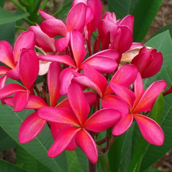 Plumeria King Napranum - Gabbar Farms