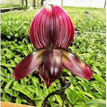 Pulsor Yiying Violet Crow - Gabbar Farms