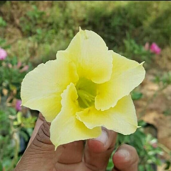 Elegance - Gabbar Farms