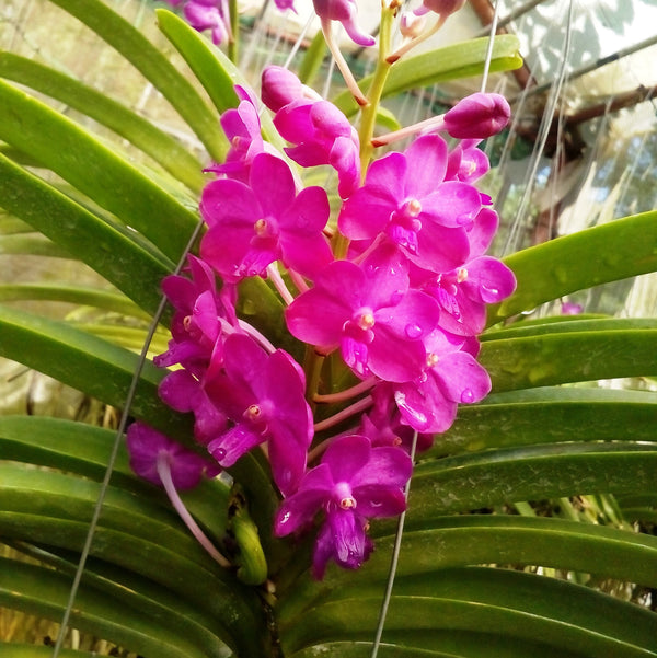 Pine River Pink - Gabbar Farms